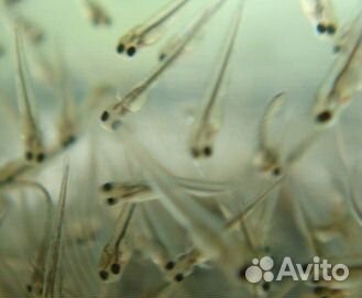 Продам личинку щуки, судака, пеляди, сазан, карпа