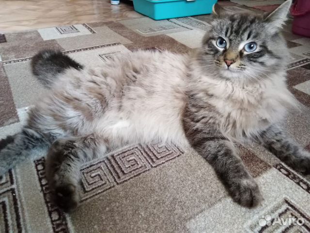 Сибирский пушистик