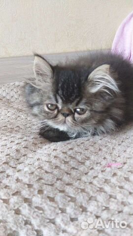 Персидский кот
