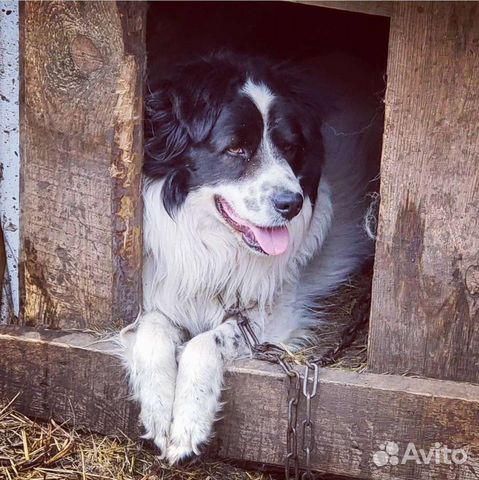 Собака ищет дом