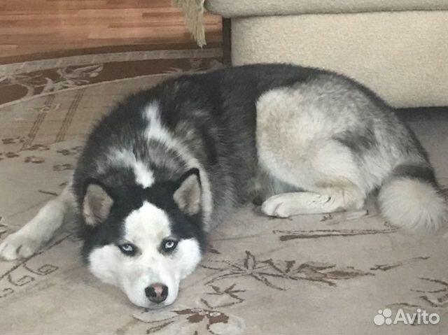 Найдена собака Сибирская хаска