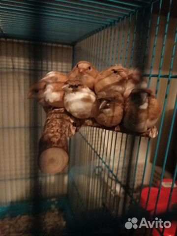 Японские амадины