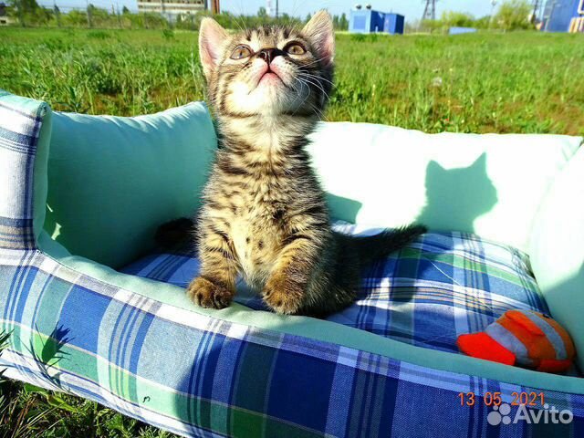 Котята, Манчкины стандарт