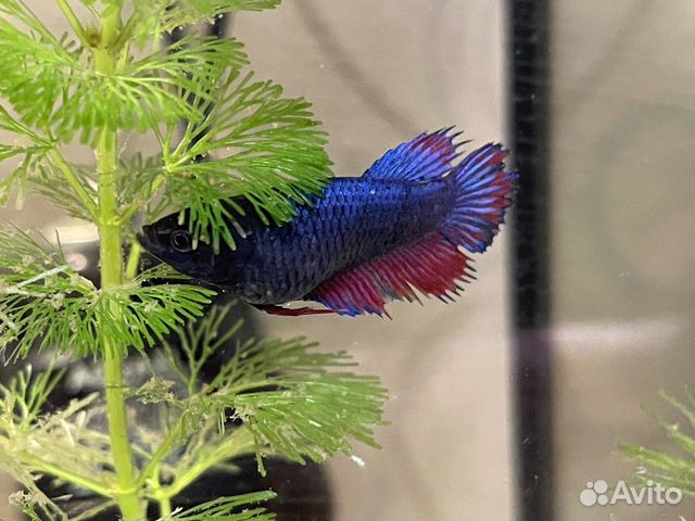 Аквариумная рыбка петушок (самка курочка)