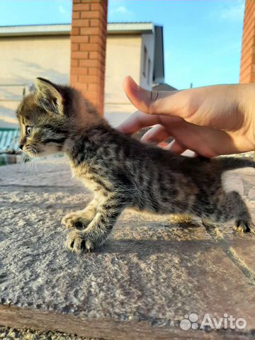 Котята в дар от мышеловки