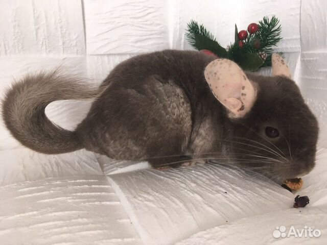 Шиншиллы, сокращение питомника
