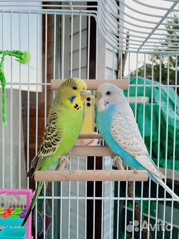 Попугай Чех