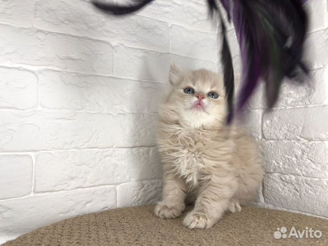 Британский длинношерстный