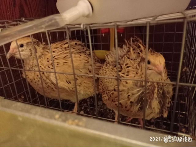 Перепелки-несушки