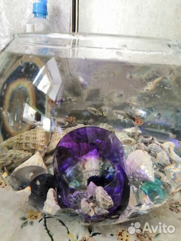 Отдам даром бесплатно в дар рыбок, без аквариума