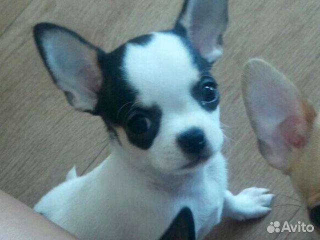 Милашка чихуашка