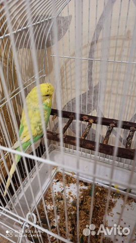 Попугай получех, ввп