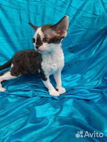 Девон-рекс кошечка биколор