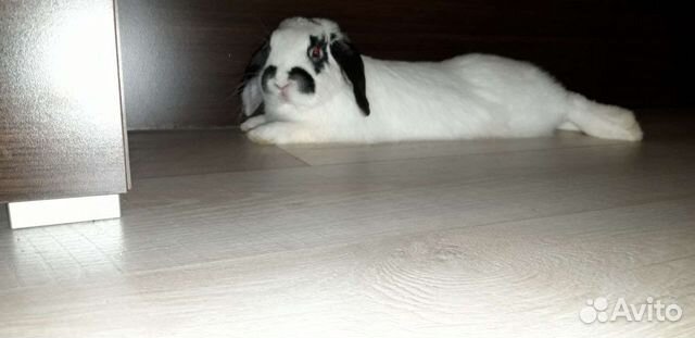 Декоративные кролики вислоухие (Крольчиха и кролик