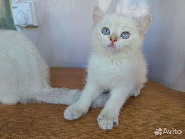 Синеглазая шиншилла