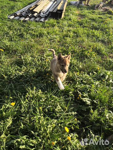 Щенки лайка западно-сибирская