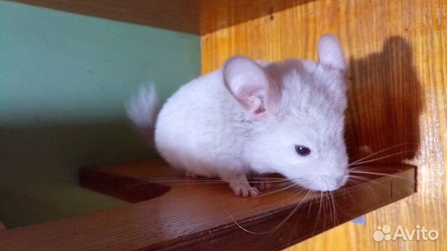 Шиншилла мальчик 2мес