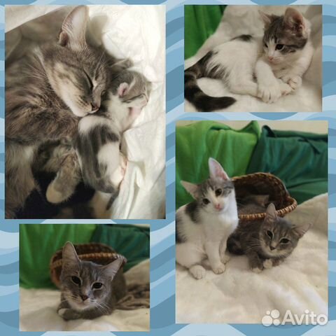 Пуся и Муха (молодая кошка кошечка, дочка котенок)