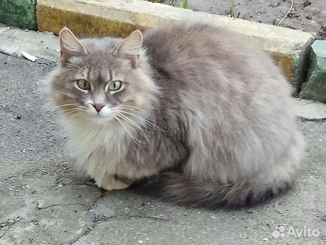 Кошечка Пушина