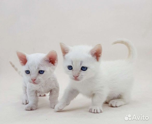 Минскин