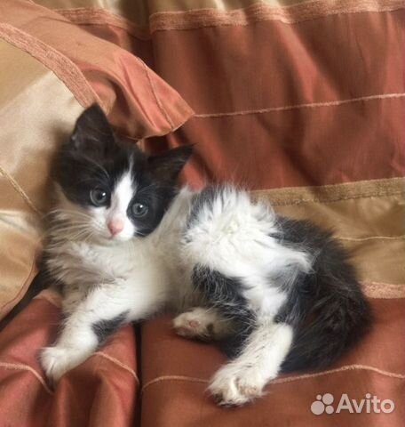Пушистая крошка котенок 2 месяца в добрые руки