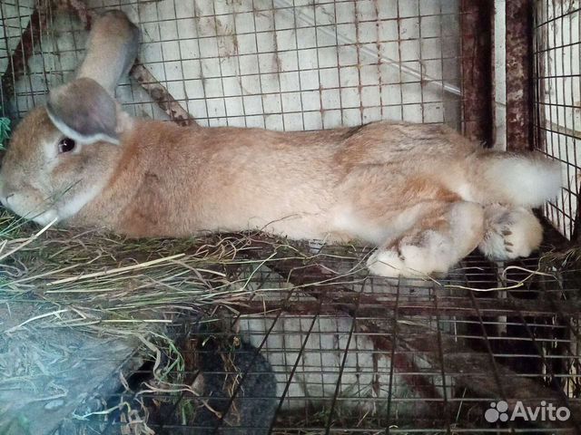 Продажа кроликов на развод и на мясо