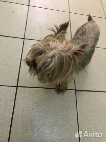 Найдена собака йорк