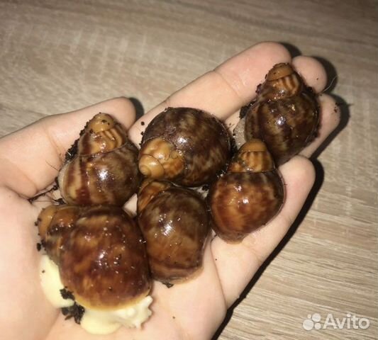 Улиткт архахатины
