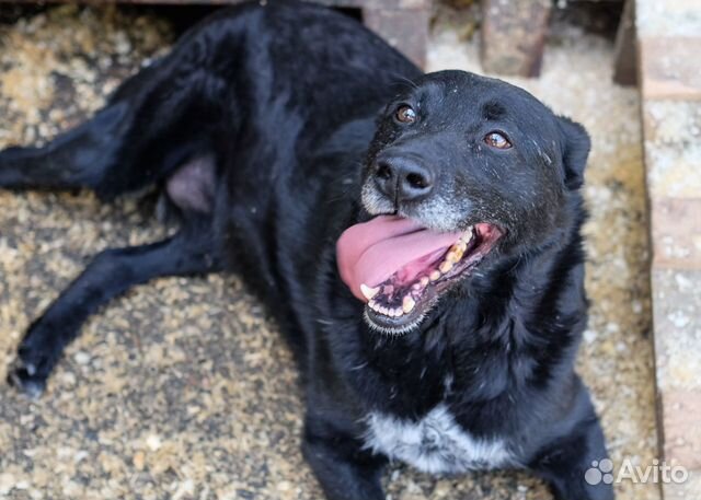 Симпатичный позитивный пес мишка ищет семью