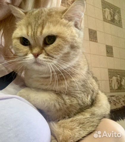 Шотландские