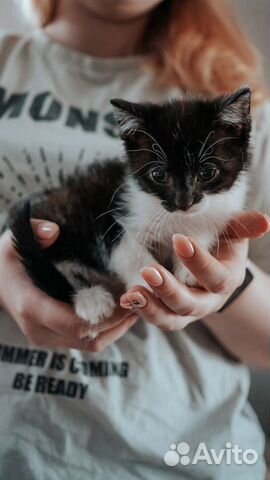 Котенок девочка