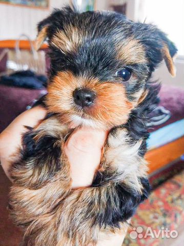 Йоркширский терьер мальчики стандарт беби-фейс