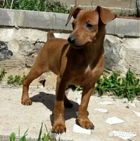 Девочка рыжуля 3 мес