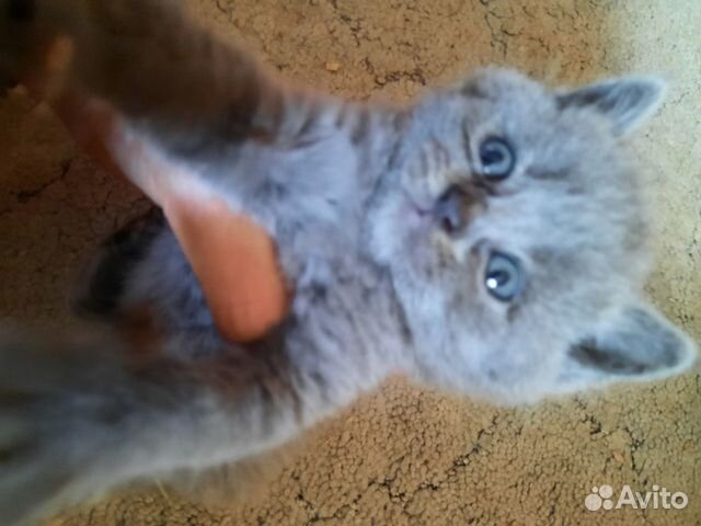 Котята отдам бесплатно