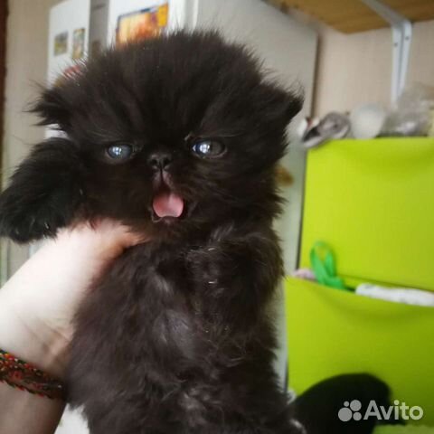 Персидский котик