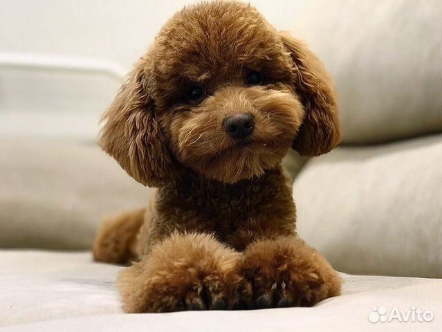 Той-пудель вязка