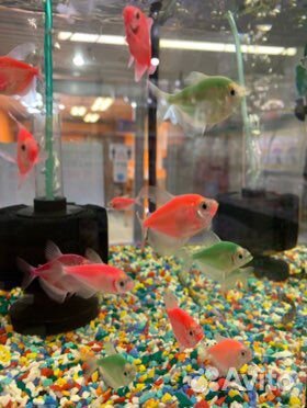 Рыба Тернеция Гло