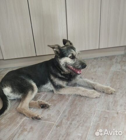 Отдам щенка