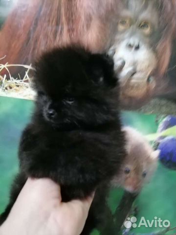 Продам щенка померанского шпица. Мальчик 2, 5 мес