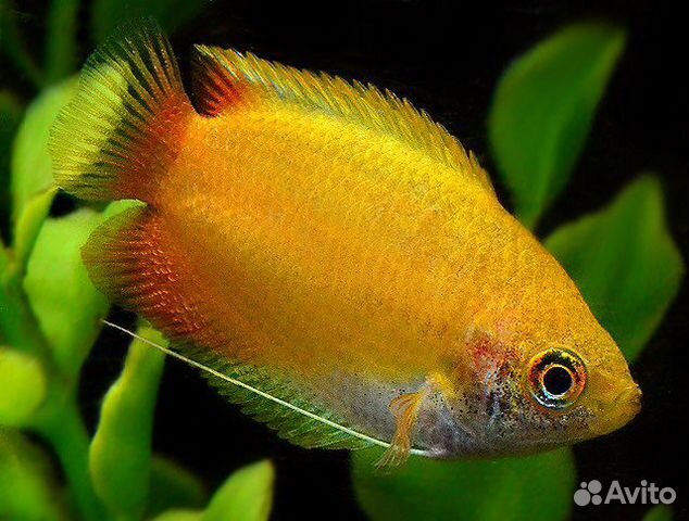 Мальки медового гурами