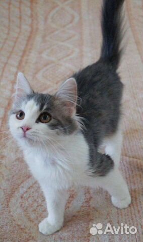 Котенок Сальвадор ищет семью