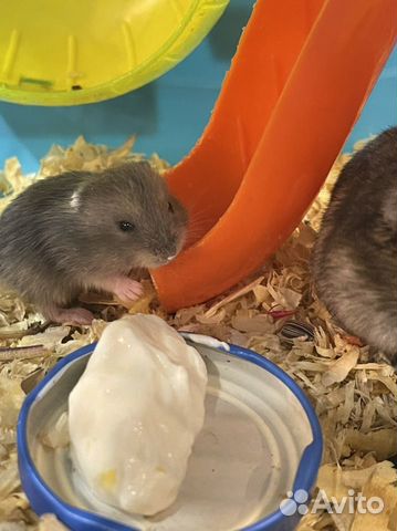 Хомяки Роборовского