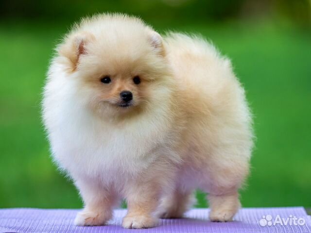 Померанский шпиц девочка