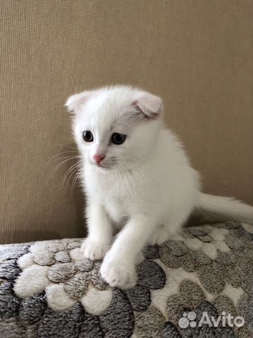Котенок белый вислоухий