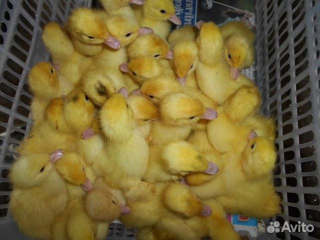 Подрощенные белые утята