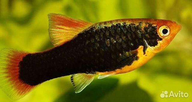 Самец пицилии