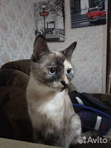 Кошечка балинез