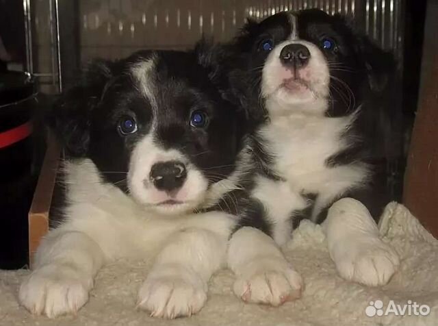 Щенятки бордер колли