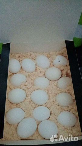 Куры бентамки