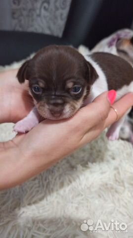 Щенки чихуахуа мини девочка
